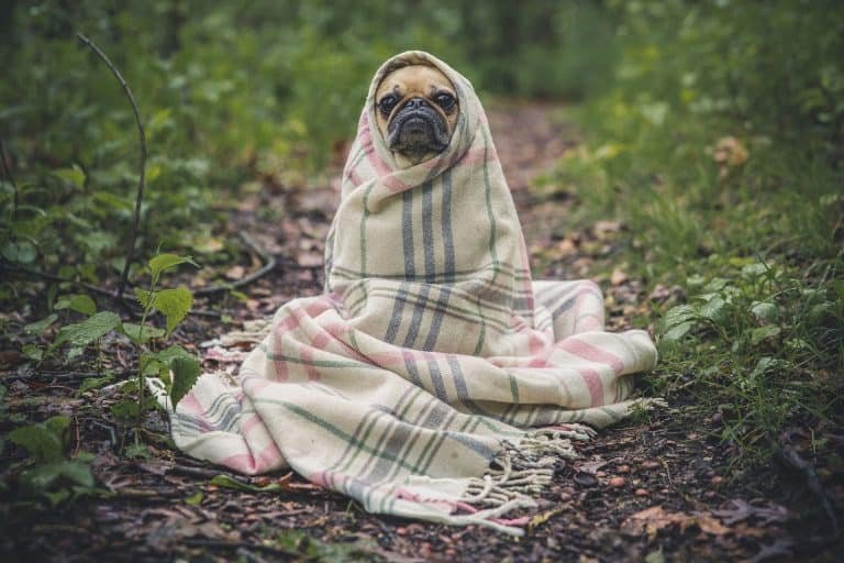 A Guide To Wrapping Your Dog In An Anxiety Wrap - Veste For Pets