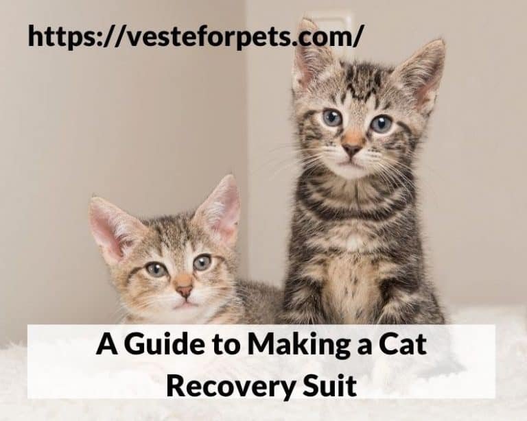 A Guide to Making a Cat Recovery Suit - Veste for Pets
